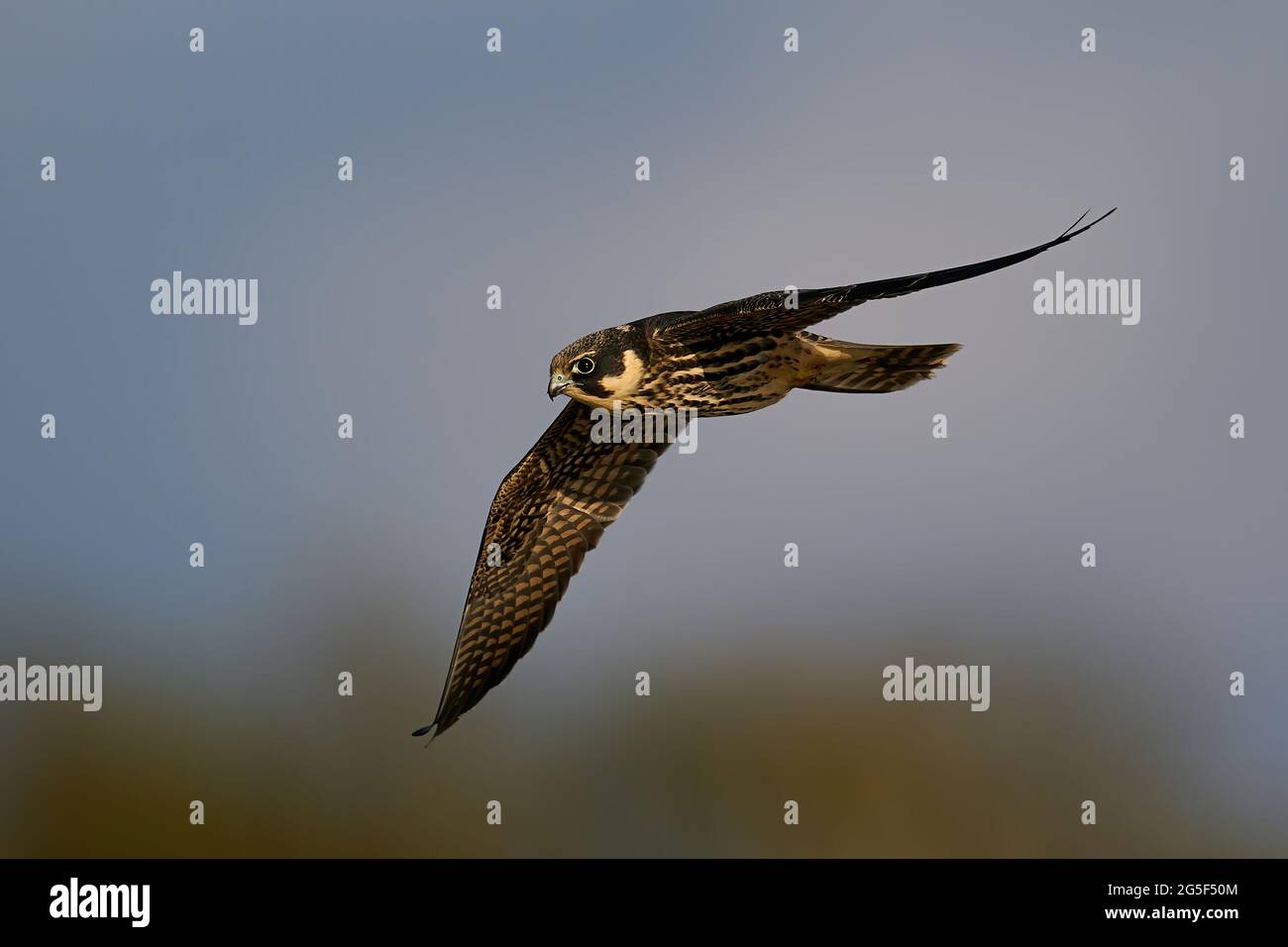 Eurasian hobby in flight hi-res stock photography and images - Alamy