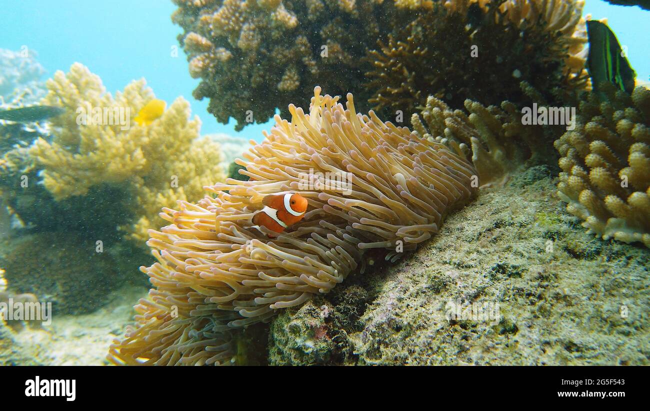 Sea anemone and clown fish on the coral reef, tropical fishes ...