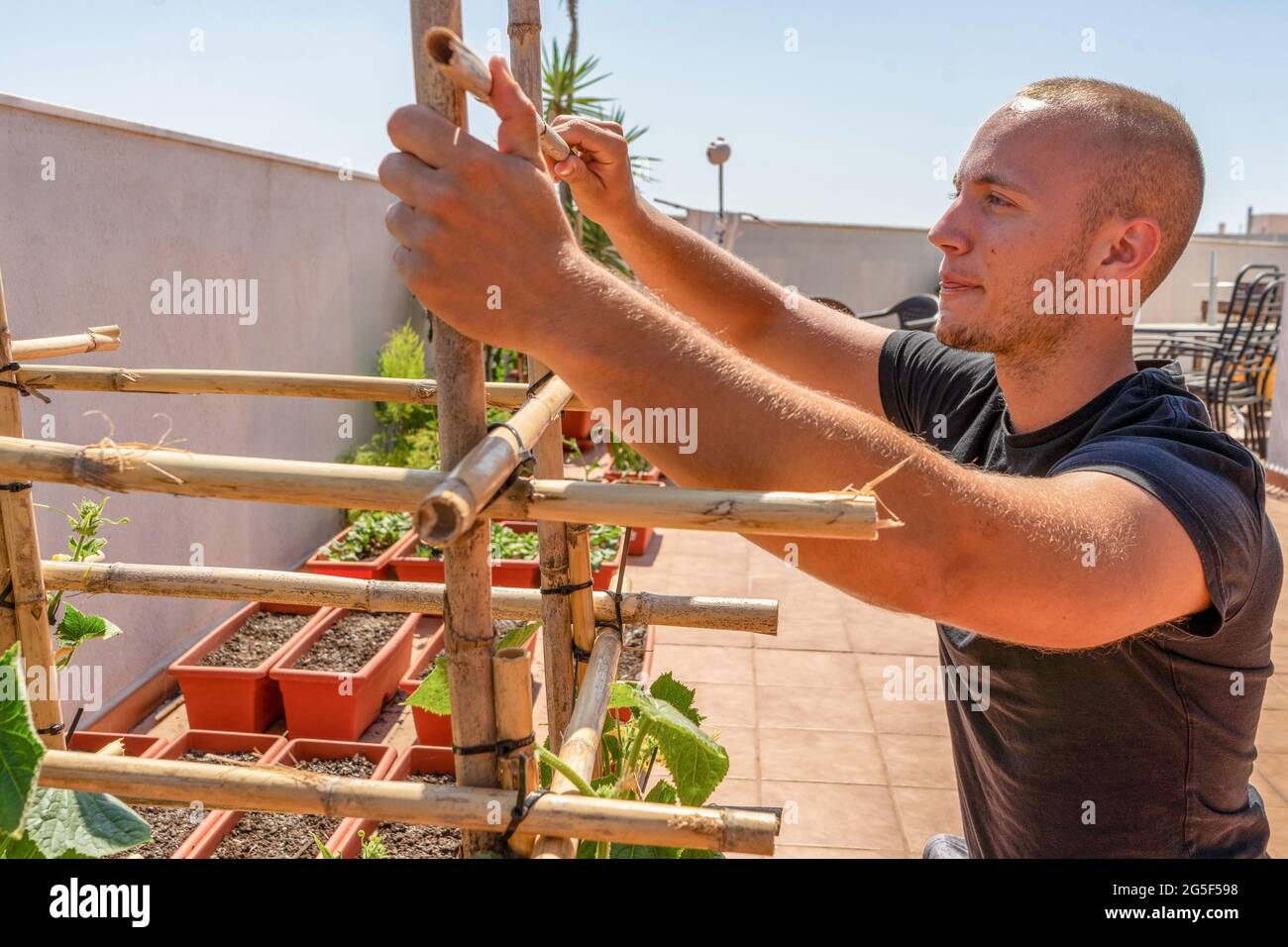 closeup of a young farmer preparing the canes of the tomato plants with ...