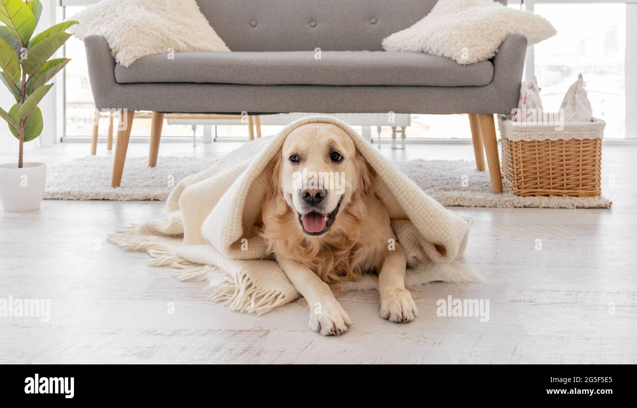 Golden retriever dog at home interior Stock Photo - Alamy
