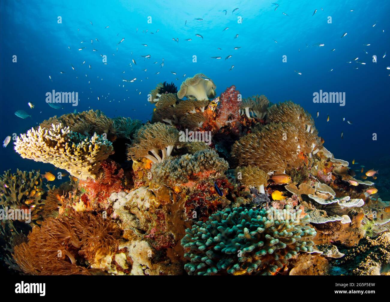 Healthy coral hi-res stock photography and images - Alamy