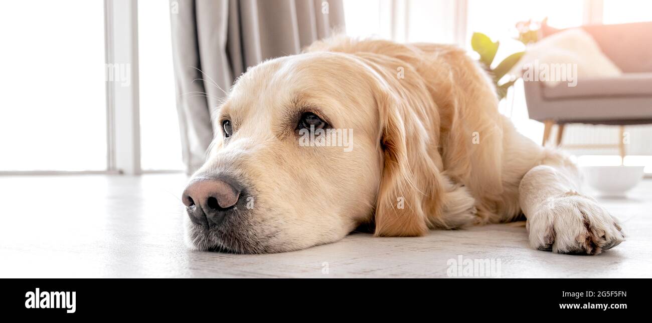 Golden retriever dog at home interior Stock Photo - Alamy