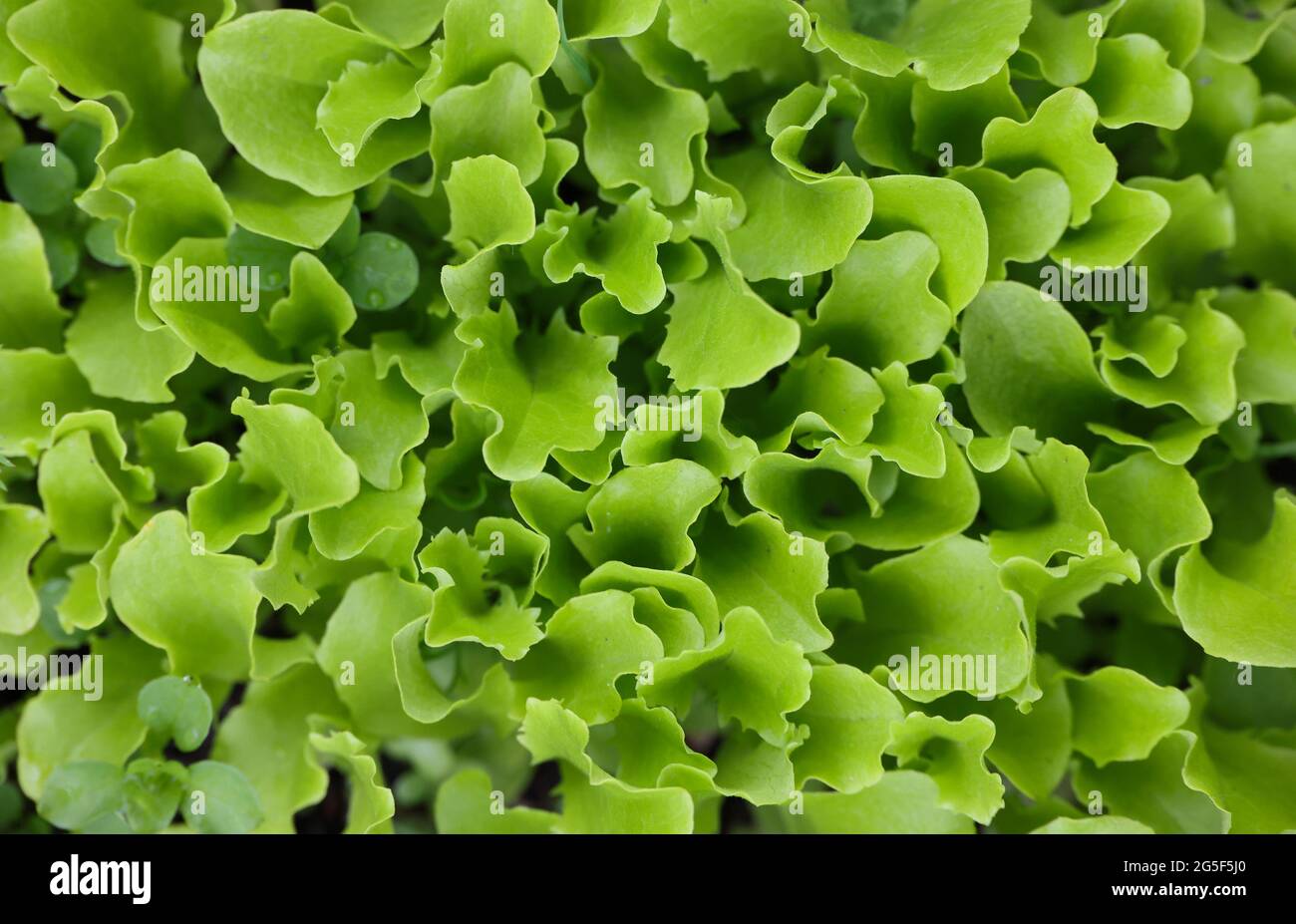 Close up sprouts of fresh spring green lettuce leaves growing on ...