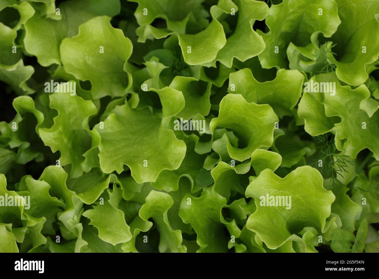 Close up sprouts of fresh spring green lettuce leaves growing on ...