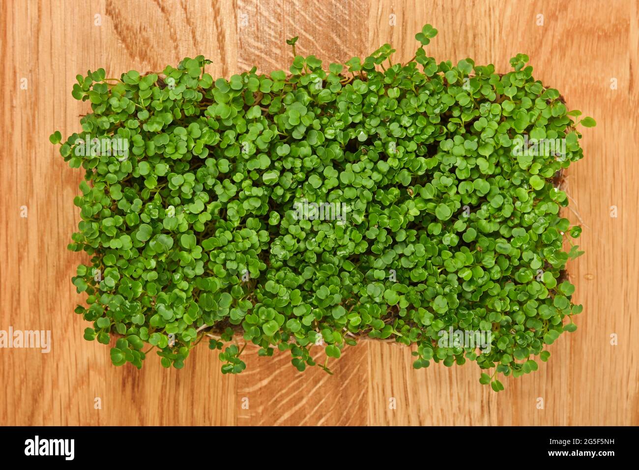 Close up fresh green arugula microgreens sprouts on brown wooden ...