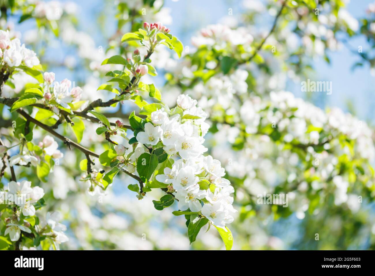 Apple blossom in the garden on spring Stock Photo - Alamy