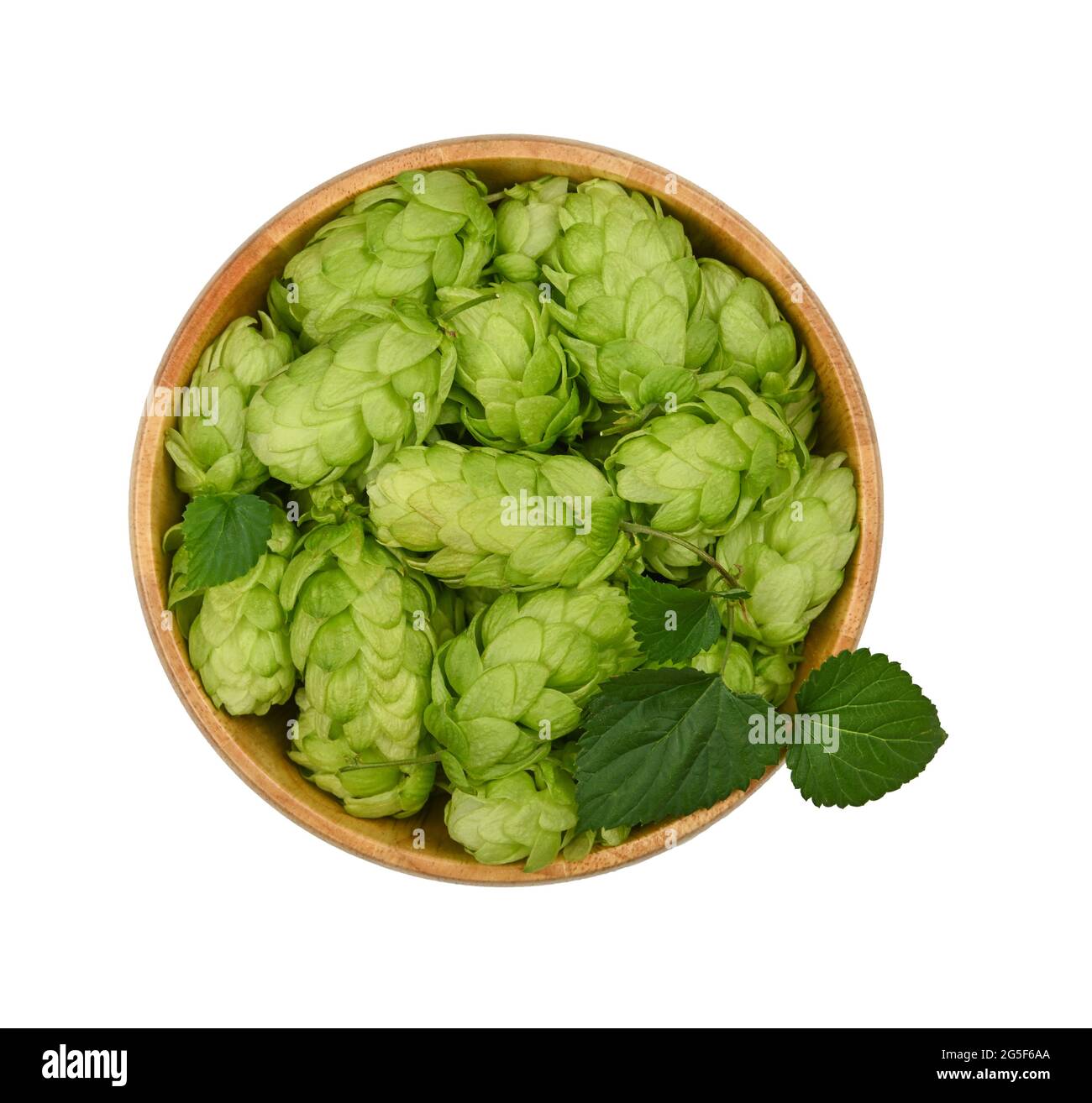 Close up one wooden bowl of fresh green hops isolated on white ...