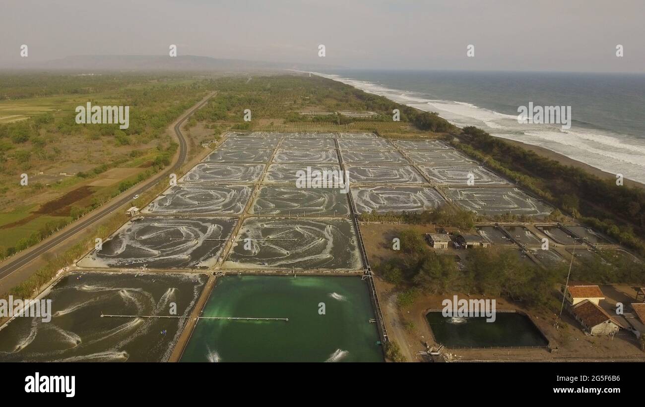 shrimp, prawn farming with with aerator pump for oxygenation water near ...