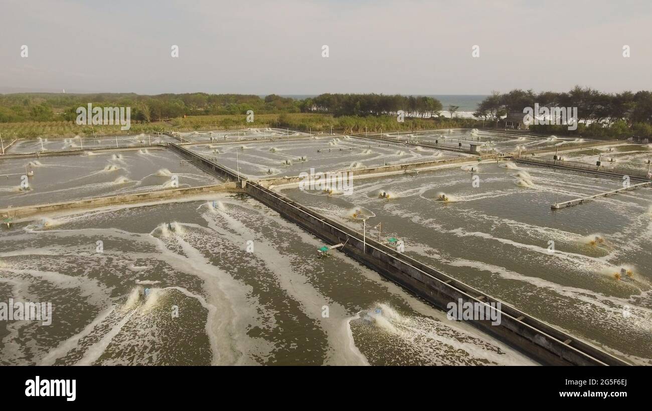 Prawn farming hi-res stock photography and images - Alamy