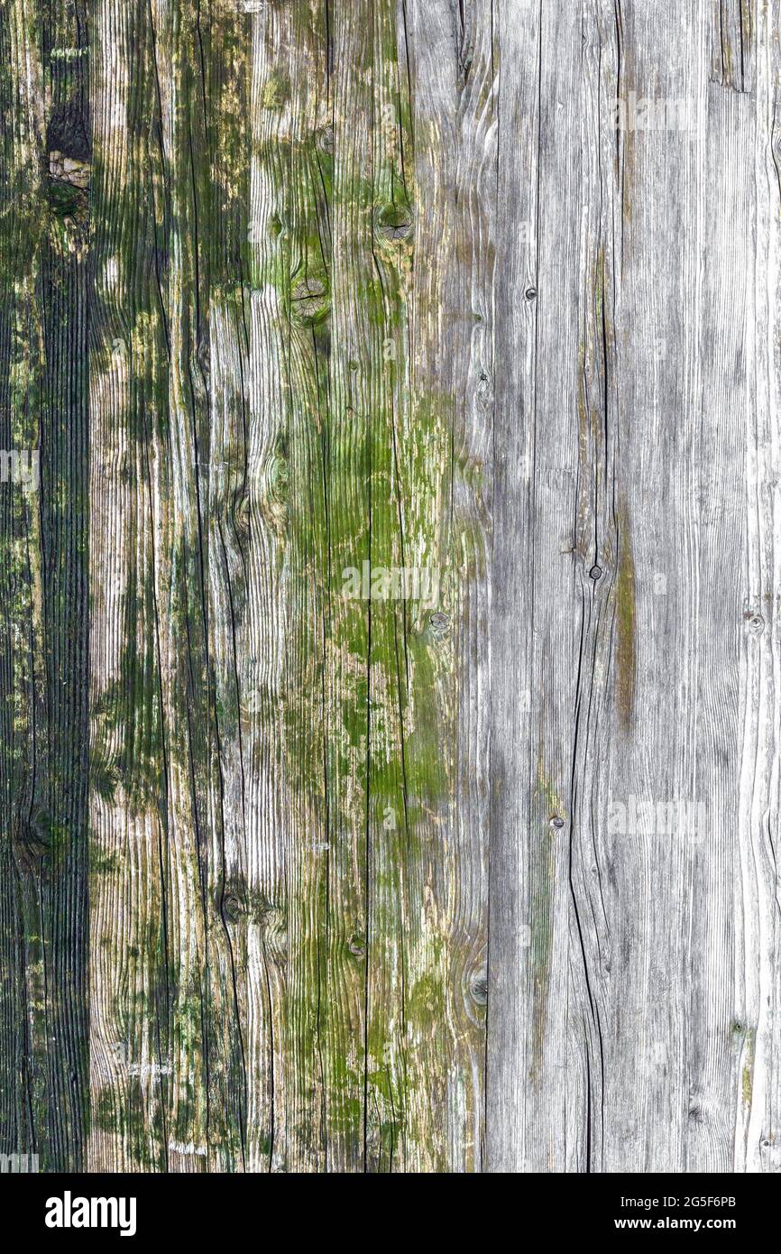 Wood texture with moss and mold. Wood texture, with weathered look ...