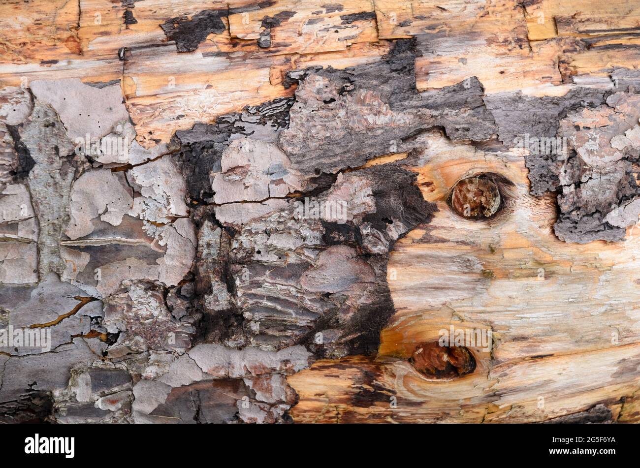 Tree natural texture view hi-res stock photography and images - Alamy