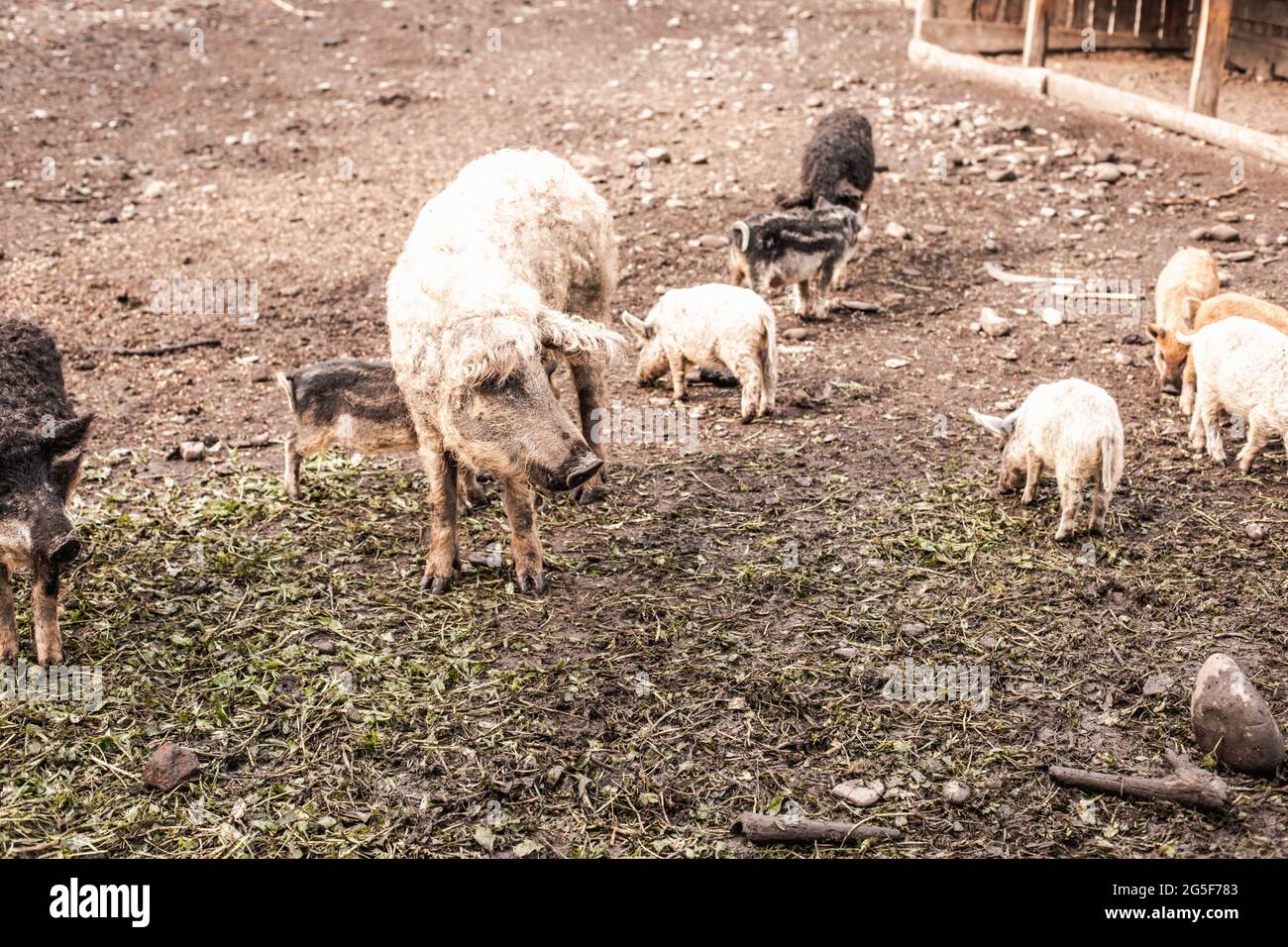 Dirty pig and piglets with curly hair at outdoor farm Stock Photo - Alamy