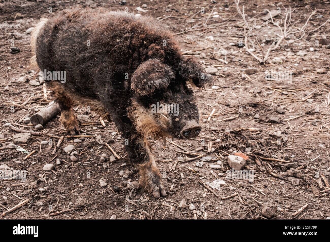Dirty pig and piglets with curly hair at outdoor farm Stock Photo - Alamy