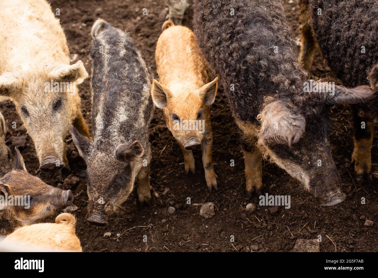 Traditional Hungarian livestock breeding, brood of curly pigs Stock ...