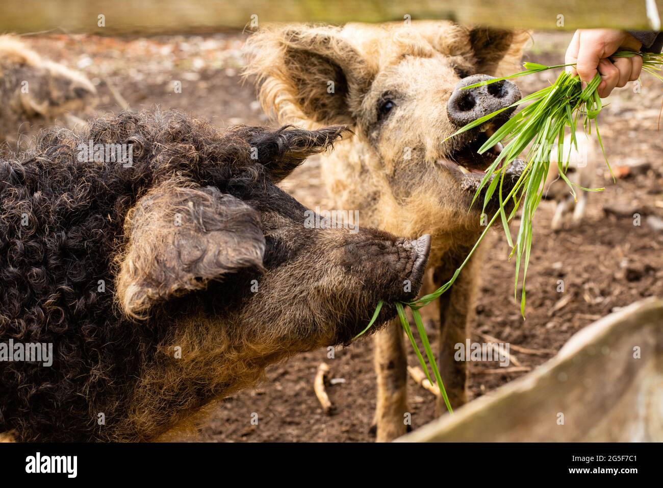 Contact zoo with cute mangalica curly pigs Stock Photo - Alamy