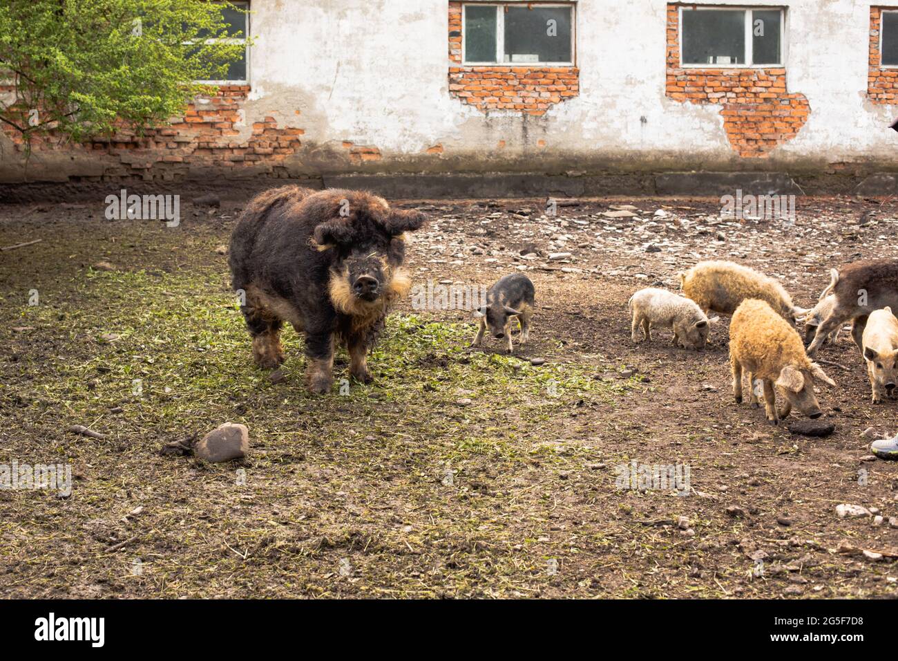 Dirty pig and piglets with curly hair at outdoor farm Stock Photo - Alamy