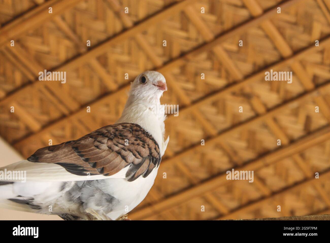Turbit Pigeon