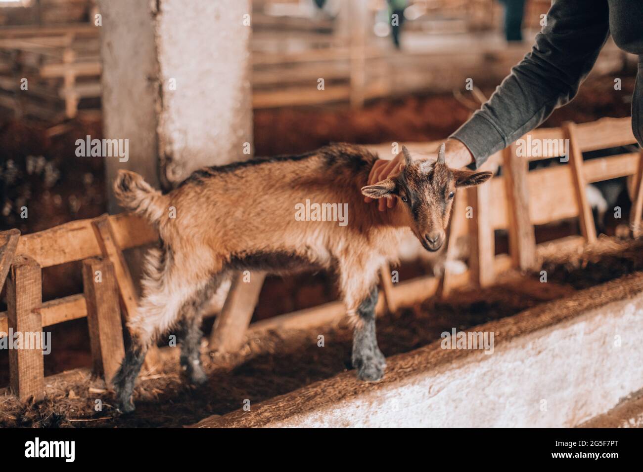 Cute brown goat kid sucking woman's finger Stock Photo - Alamy