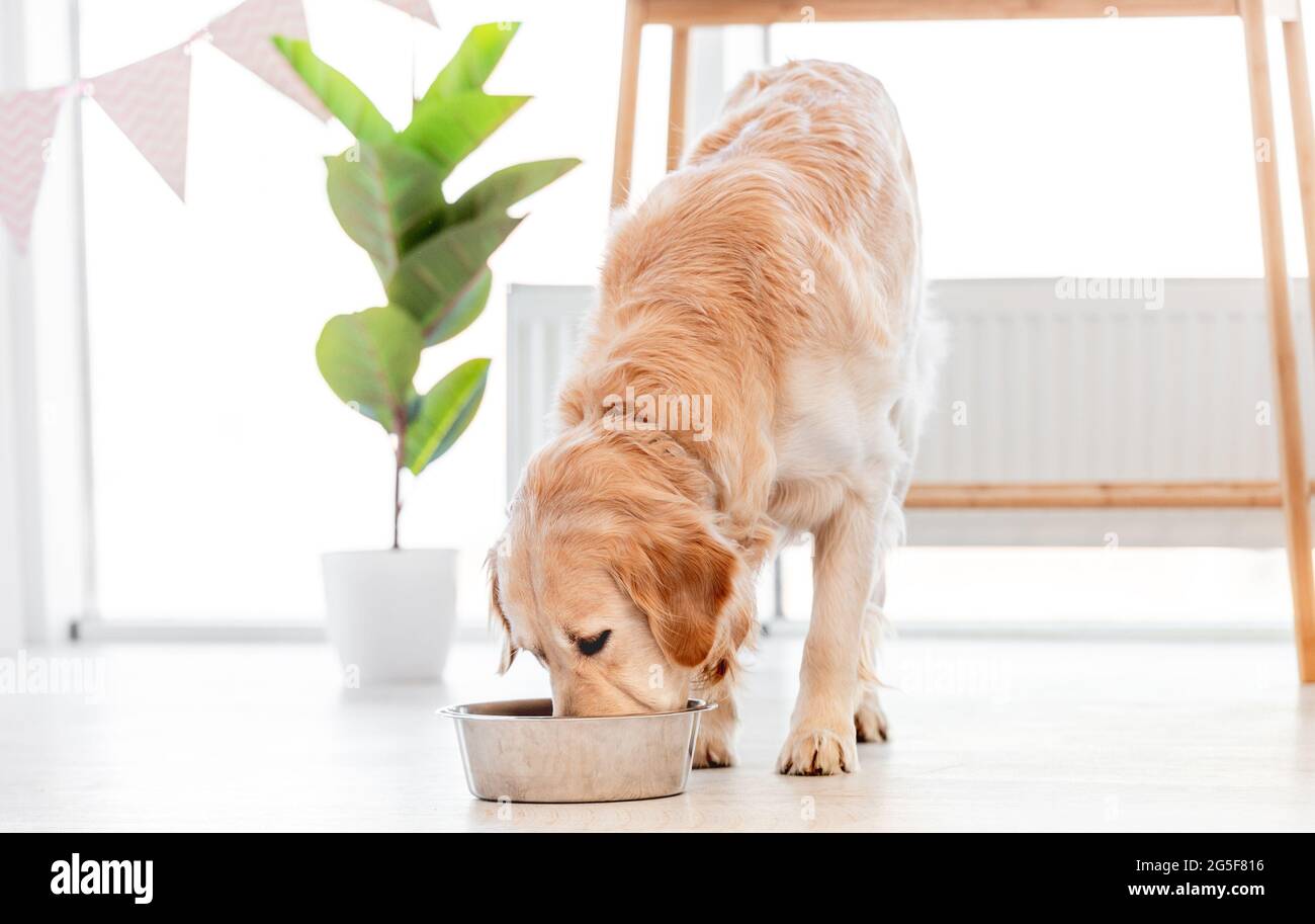 Golden retriever dog eating Stock Photo - Alamy