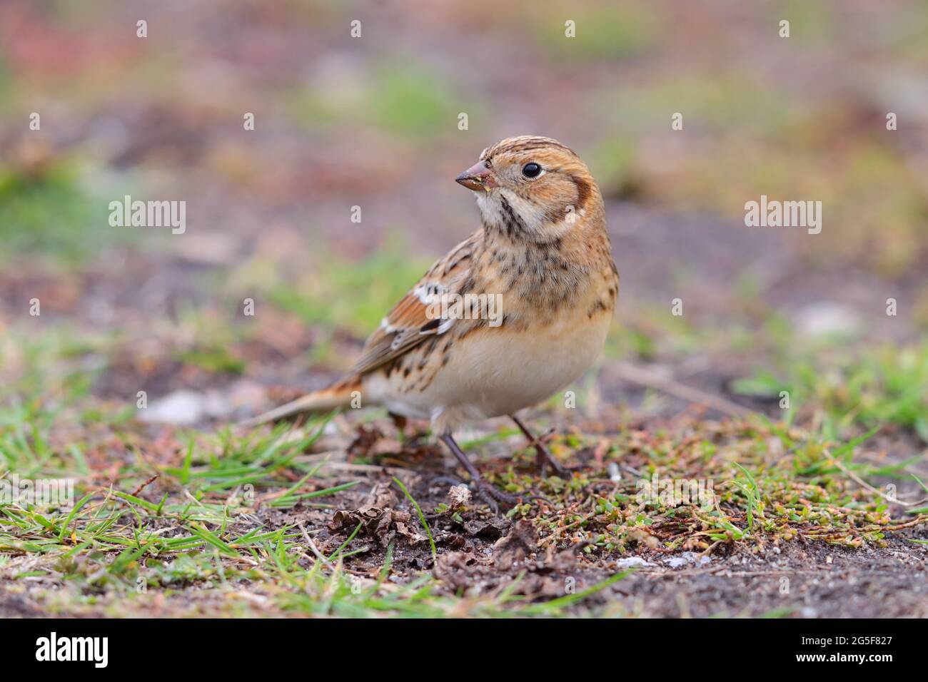 Female lapland bunting hi-res stock photography and images - Alamy