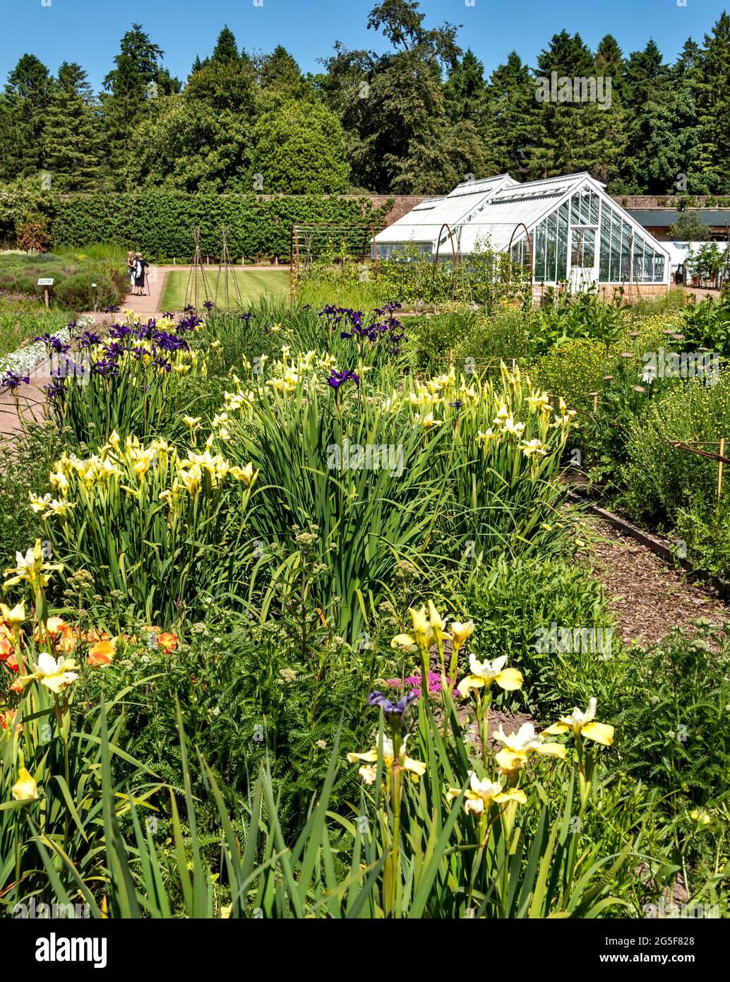 Colourful iris flowers in walled hi-res stock photography and images ...