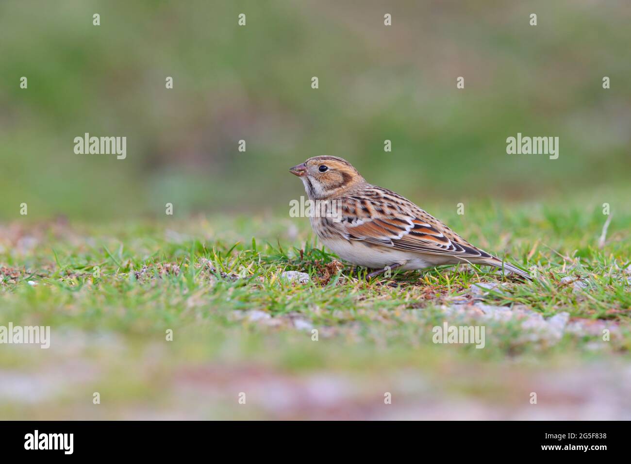 Female Lapland Bunting High Resolution Stock Photography and Images - Alamy