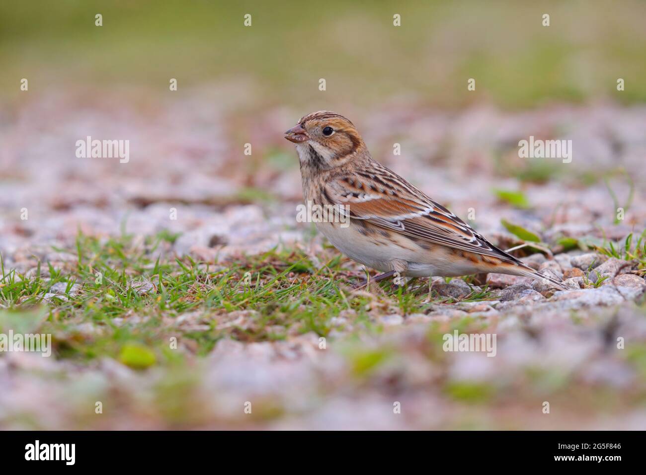 Female Lapland Bunting High Resolution Stock Photography and Images - Alamy