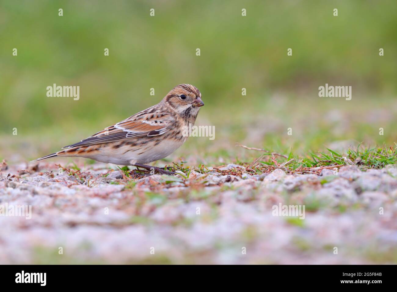 Female lapland bunting hi-res stock photography and images - Alamy