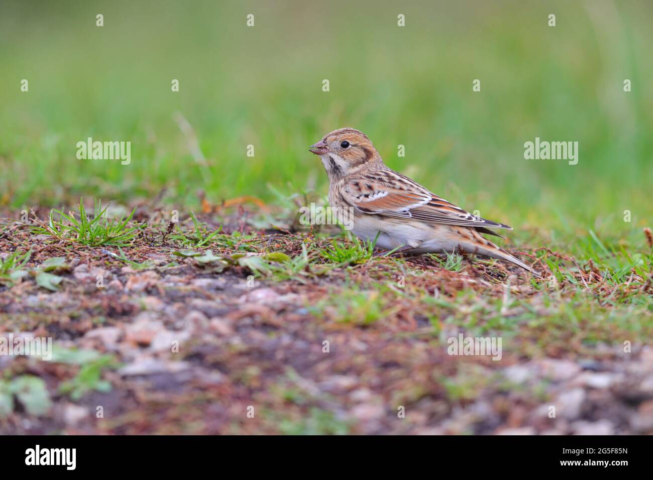 Female lapland bunting hi-res stock photography and images - Alamy