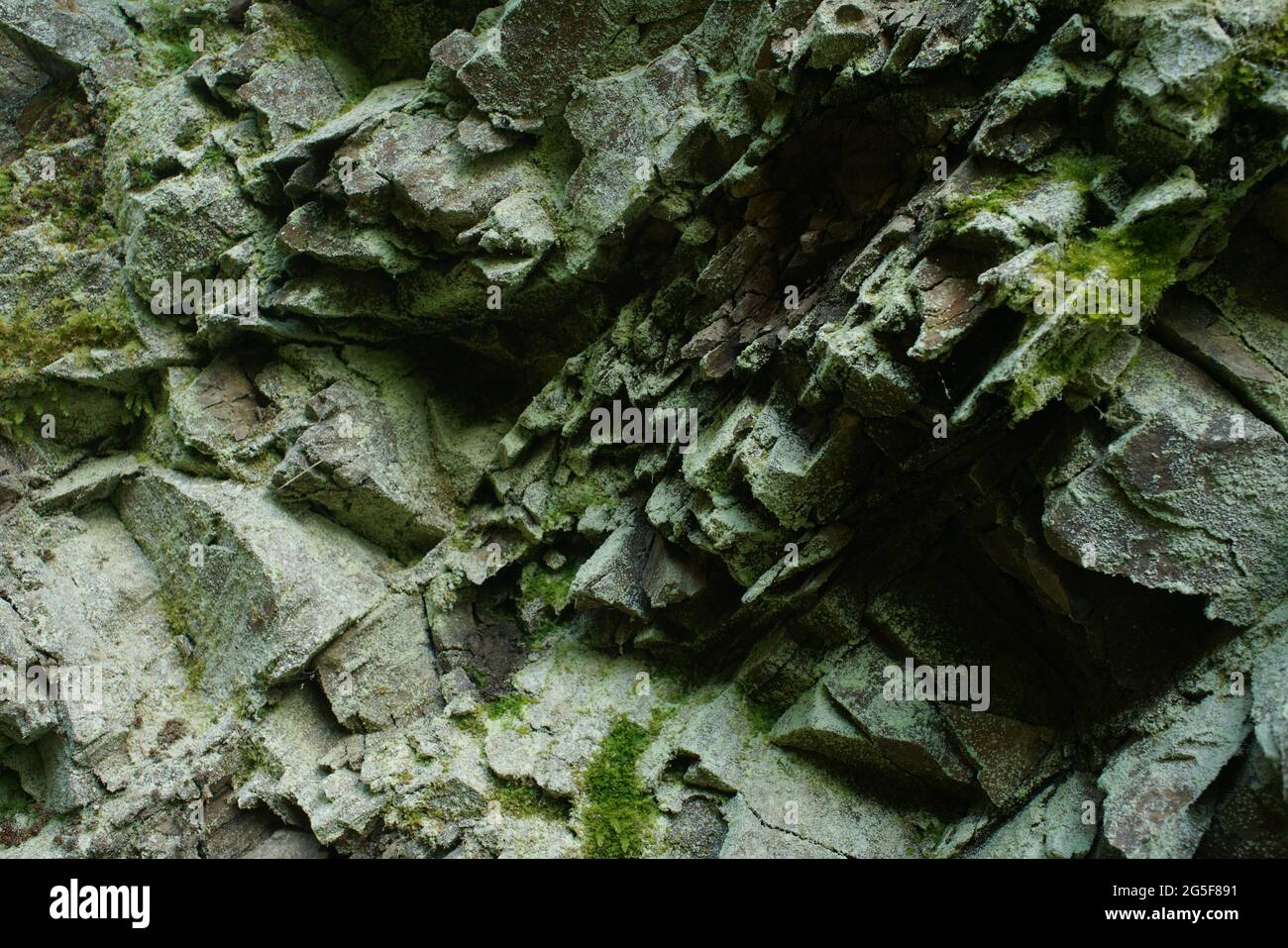 Old mine inside a forest, hidden by trees and nature Stock Photo - Alamy