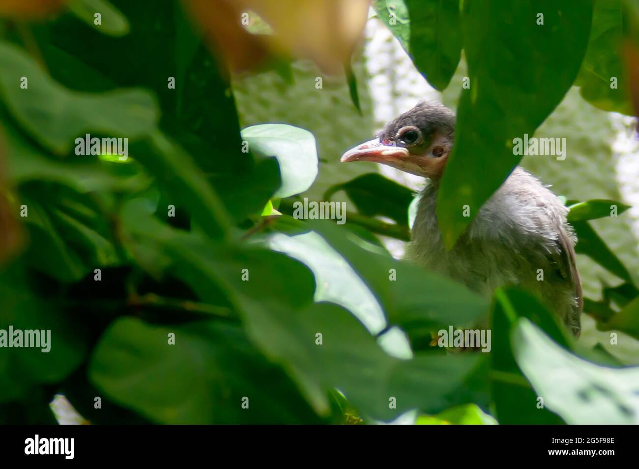 young Yellow-vented Bulbul (Pycnonotus xanthopygos) Fledgling ready to ...
