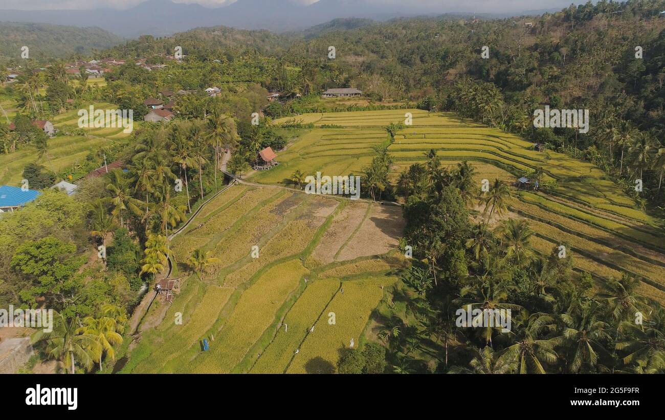 aerial view rice fields, terrace and agricultural land with crops at ...