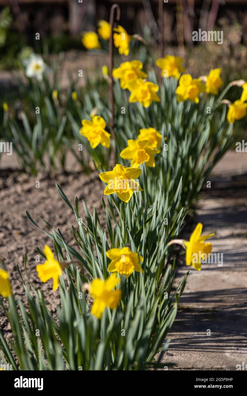 Wonderful daffodils in the garden in spring sunshine Stock Photo - Alamy