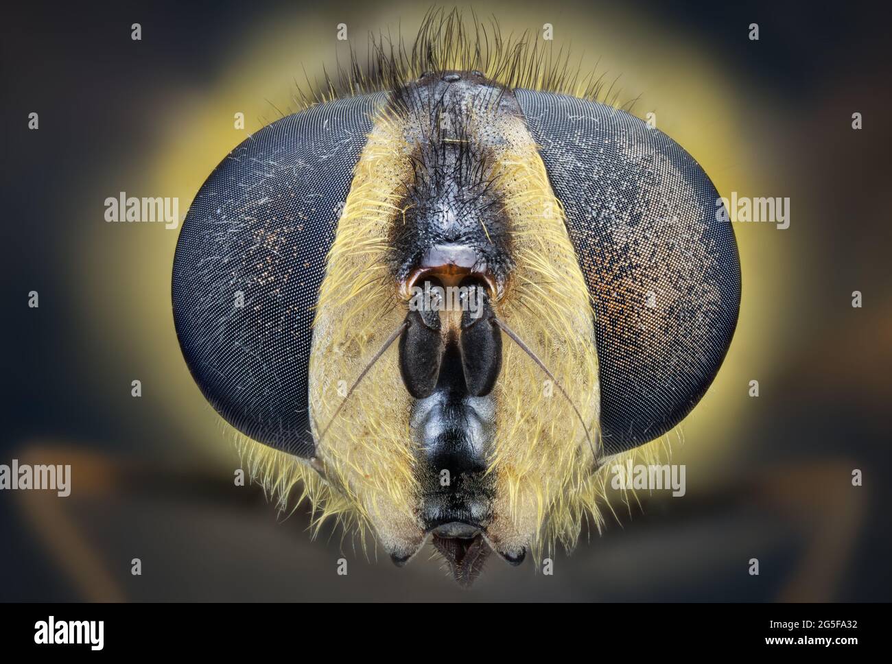 The hoverflies belong to the order of Diptera, whose distinctive ...