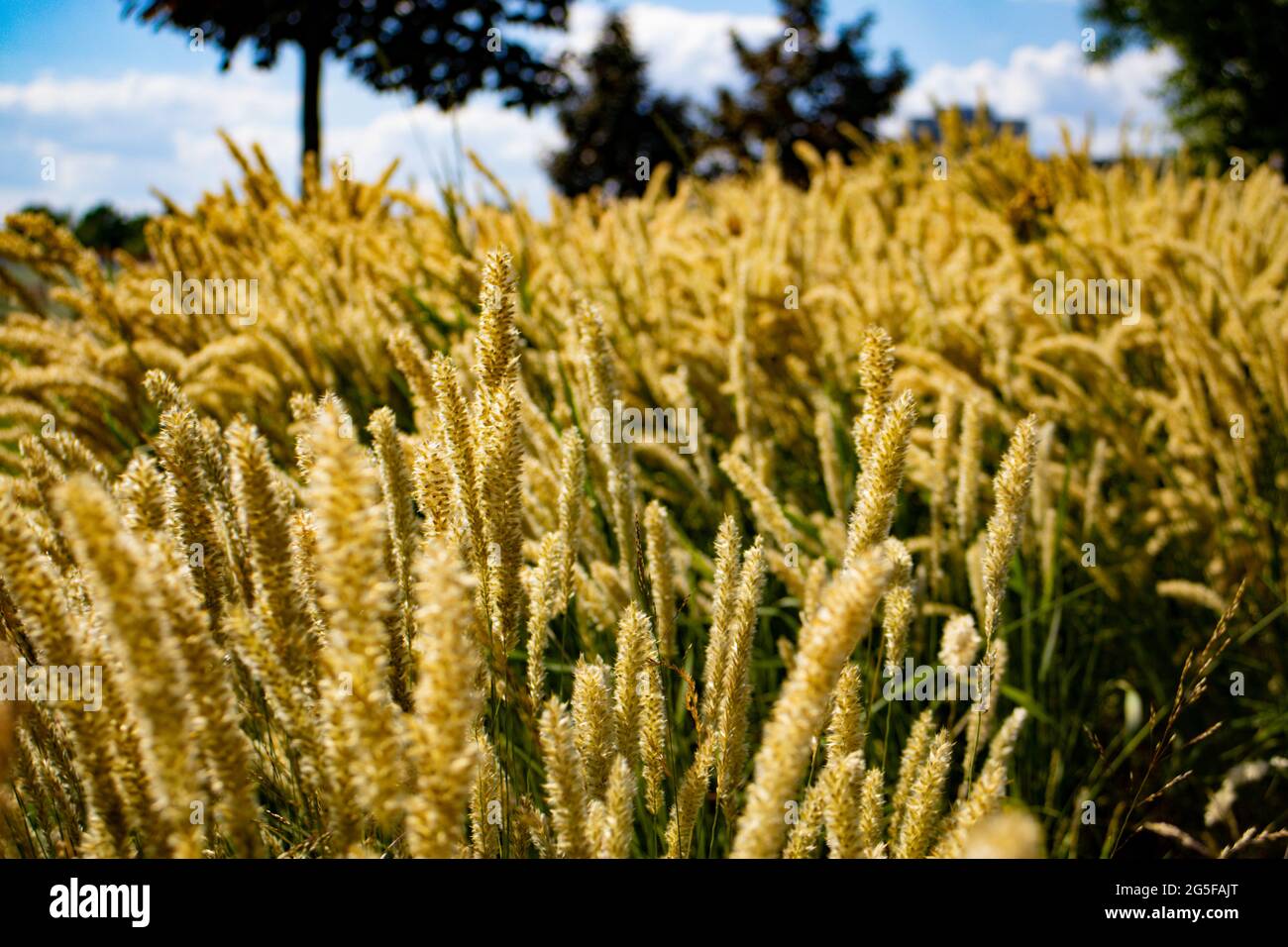 Yellow field with trees in background Stock Photo - Alamy