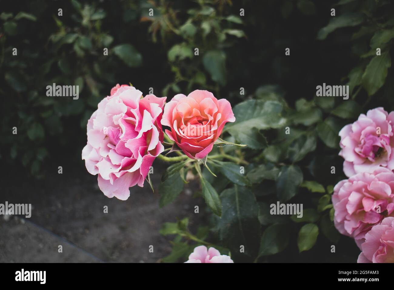 Red Roses in garden closeup Stock Photo - Alamy