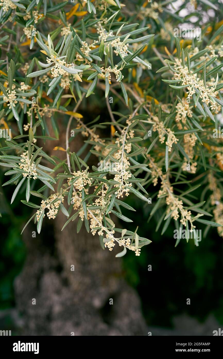 Olive tree beautiful fresh on hi-res stock photography and images - Alamy