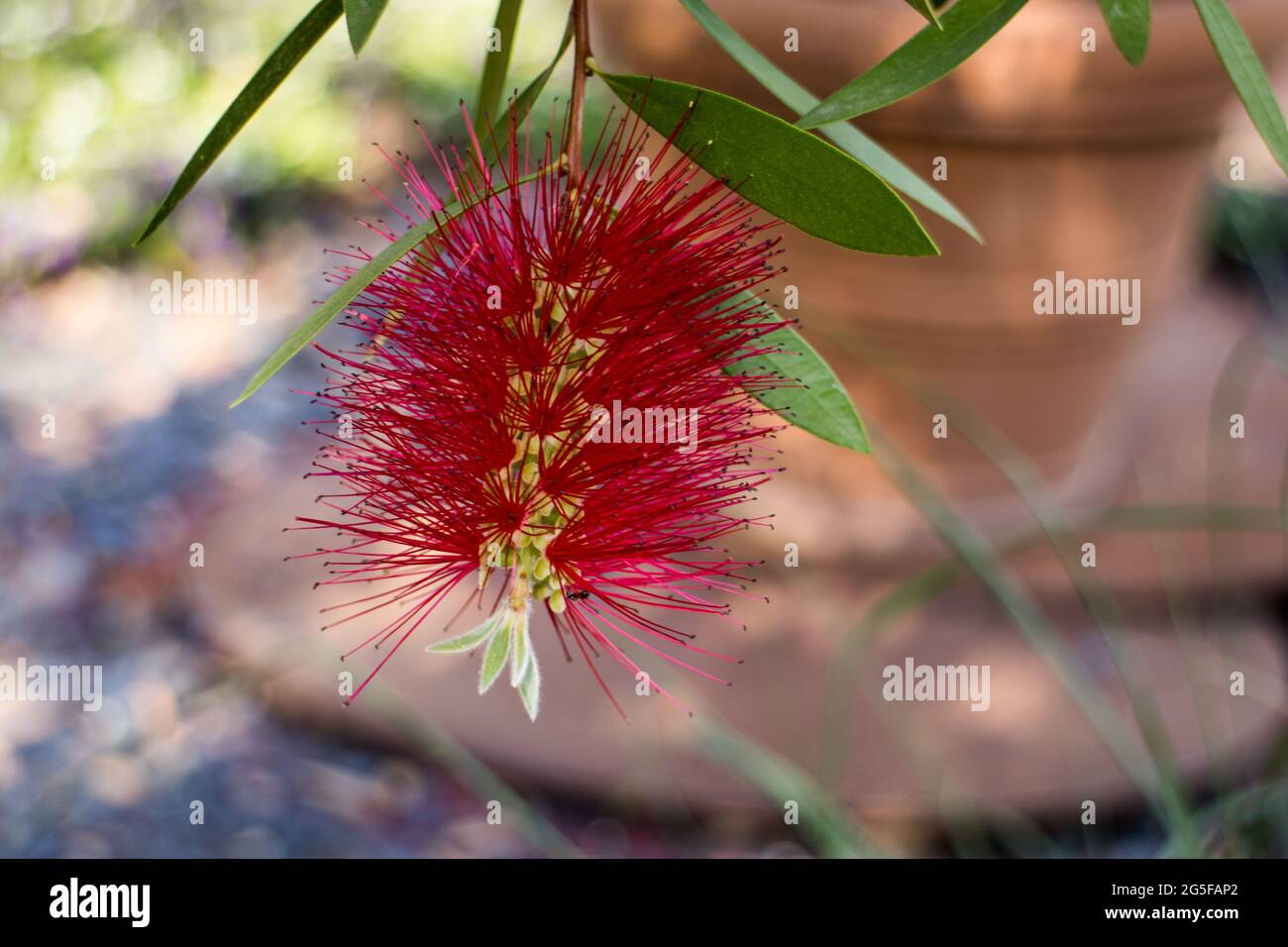 Red bottlebrush tree hi-res stock photography and images - Alamy
