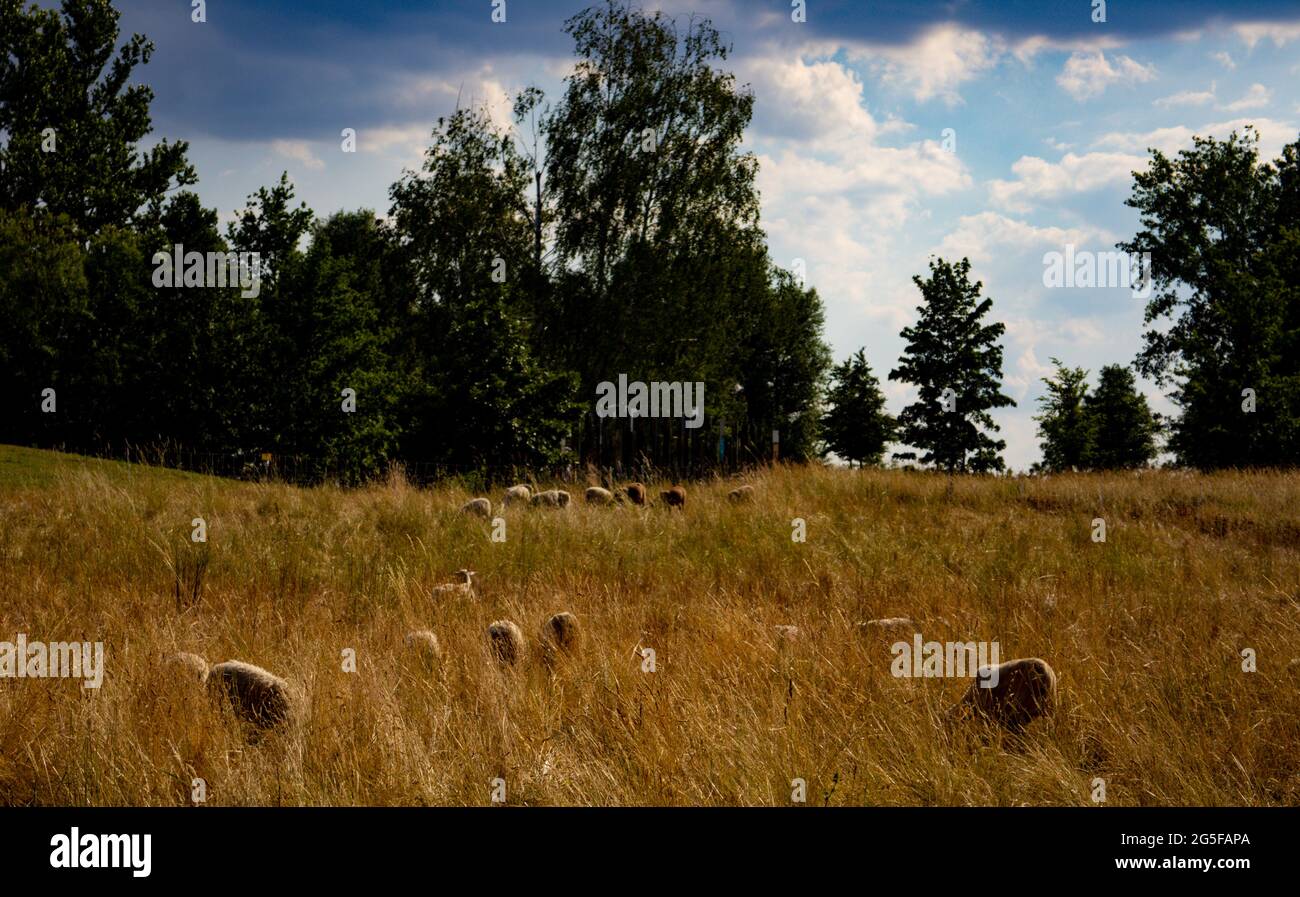 Yellow field with sheep, trees in background Stock Photo - Alamy