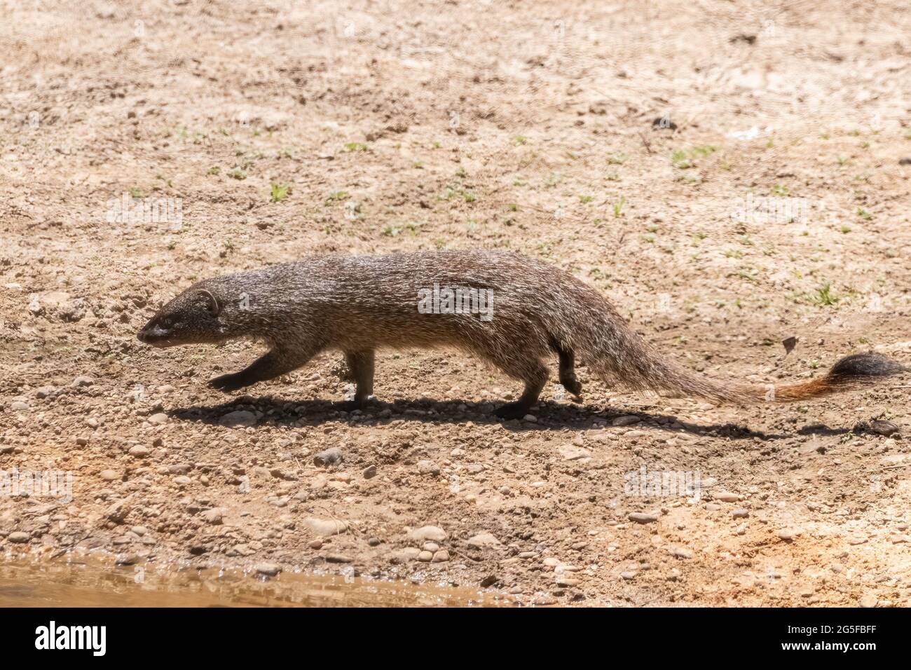The mongoose, also commonly known as the common or Egyptian mongoose ...