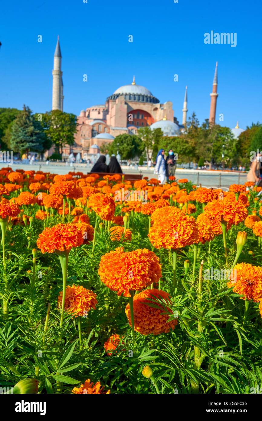 A flower bed with a defocused Sofia Mosque in the background Stock ...