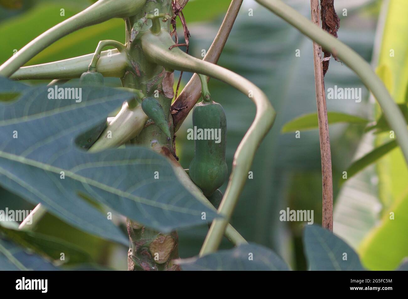 Small papaya hi-res stock photography and images - Alamy
