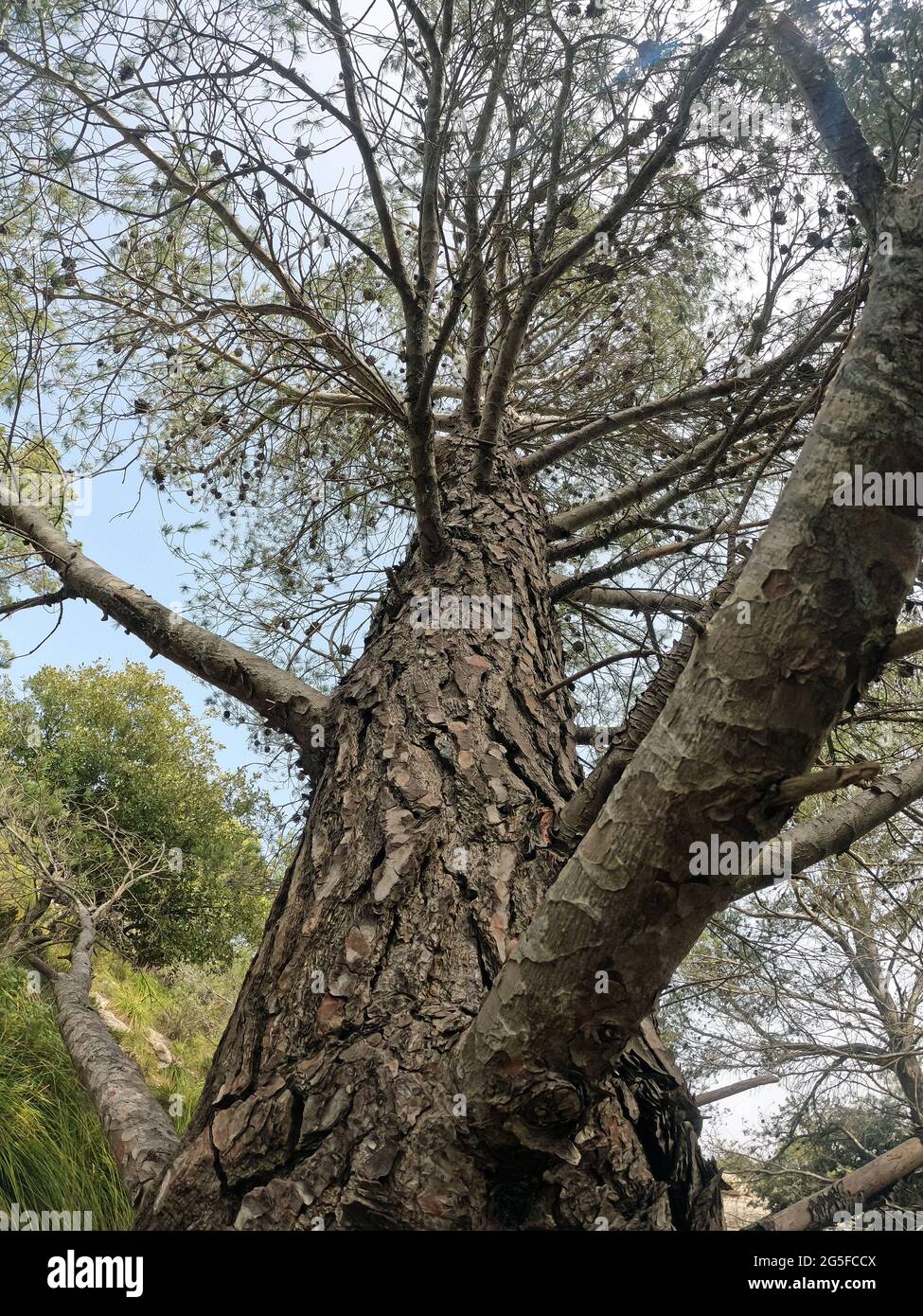 Arboles de mallorca hi-res stock photography and images - Alamy