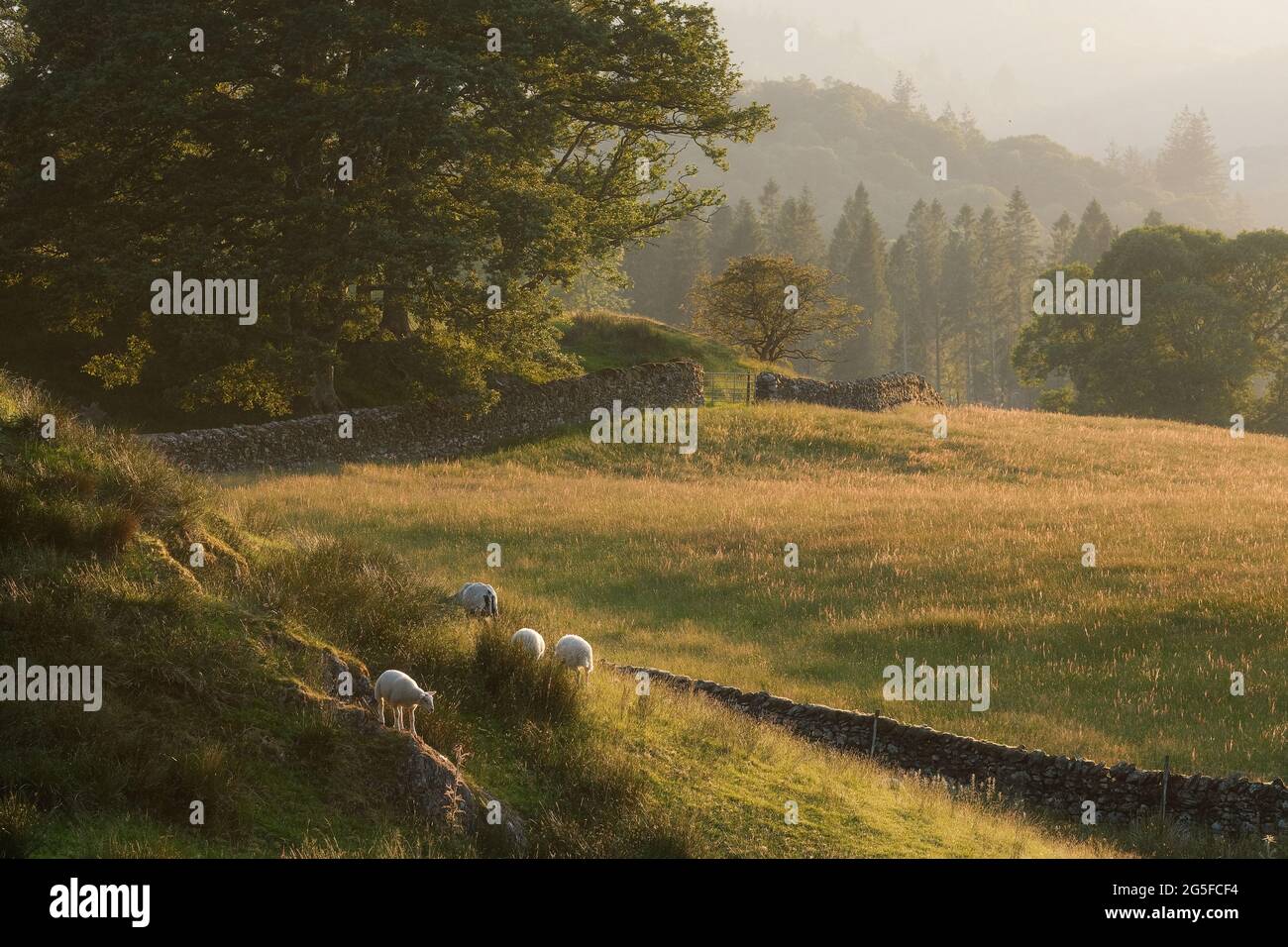 Sheep sheltering under a tree hi-res stock photography and images - Alamy