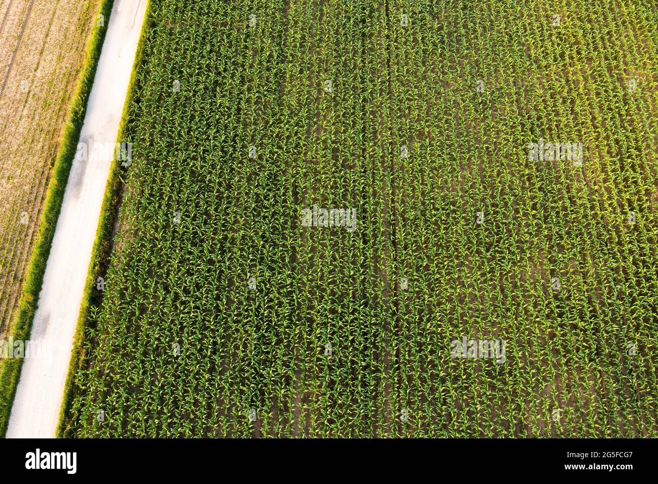 Aerial photo of maize field with still young and small corn plants ...