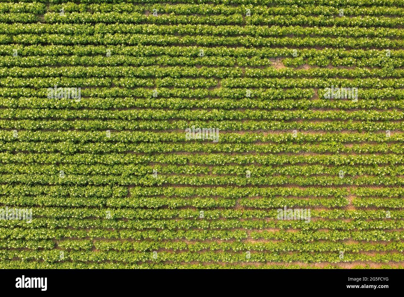 Aerial view of blooming potatoes crops on field Stock Photo - Alamy