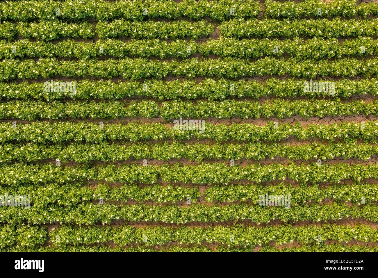 Aerial view of blooming potatoes crops on field Stock Photo - Alamy