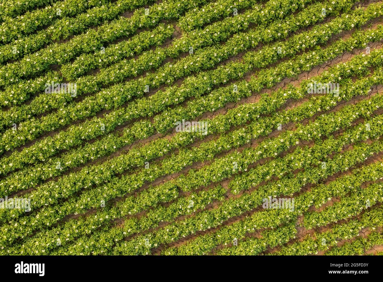 Aerial view of blooming potatoes crops on field Stock Photo - Alamy