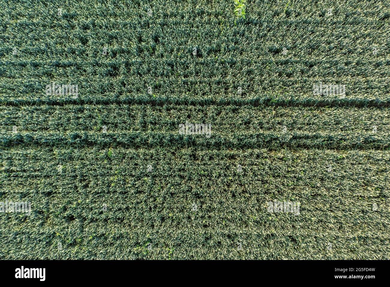 Rye crop aerial hi-res stock photography and images - Alamy