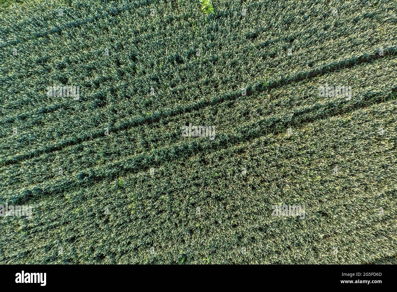 Rye crop aerial hi-res stock photography and images - Alamy